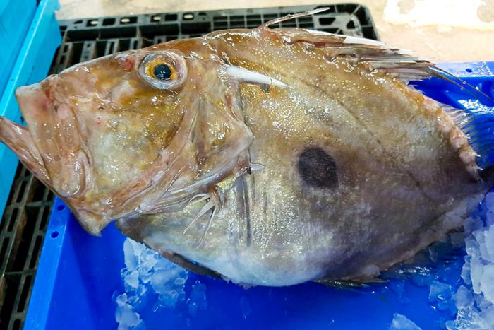 Pescado de Santa Pola - Pescadería Nieves